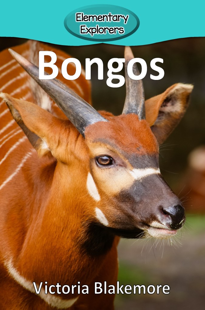 Bongos – Elementary Explorers