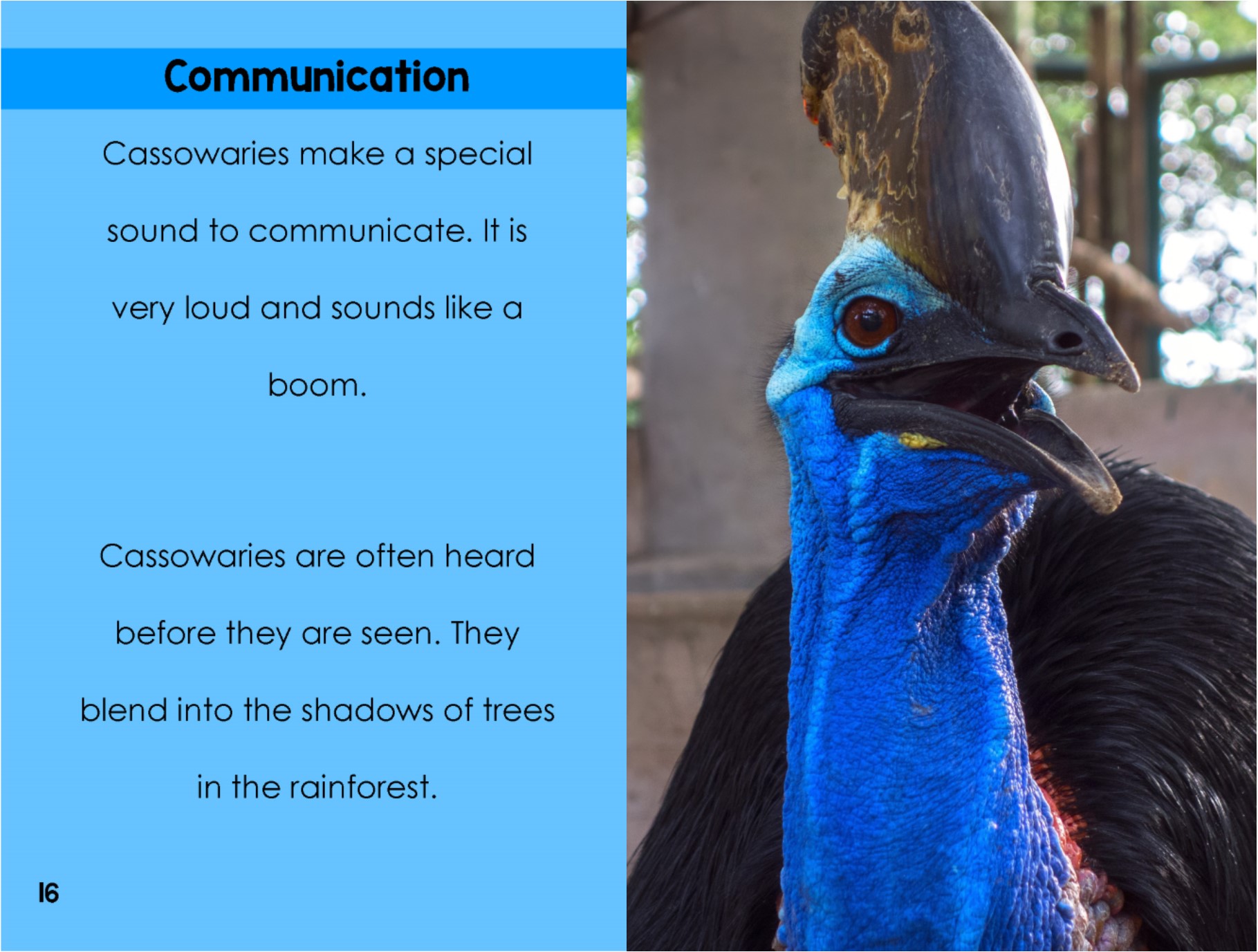 Cassowaries – Elementary Explorers