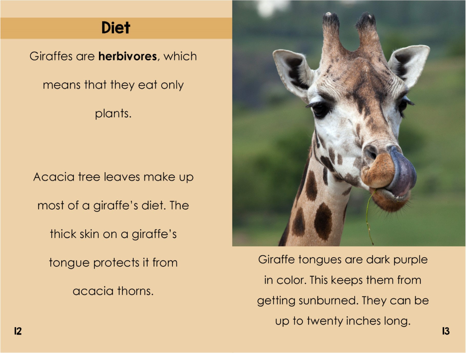 Giraffes – Elementary Explorers