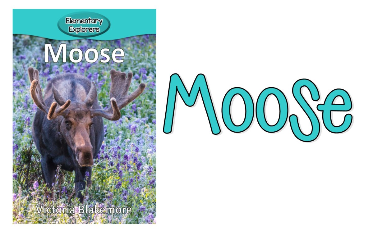 Moose – Elementary Explorers