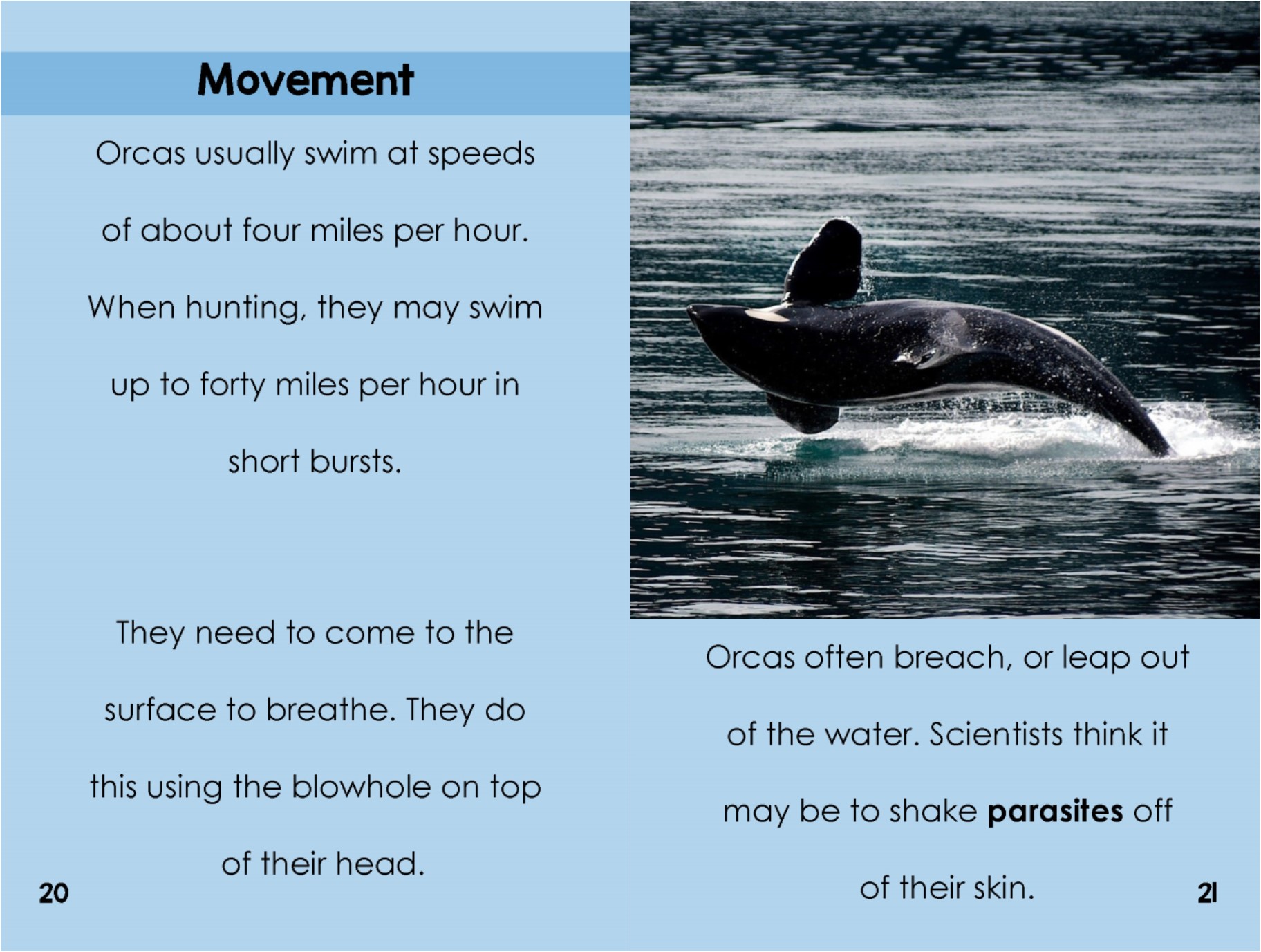 Orcas – Elementary Explorers