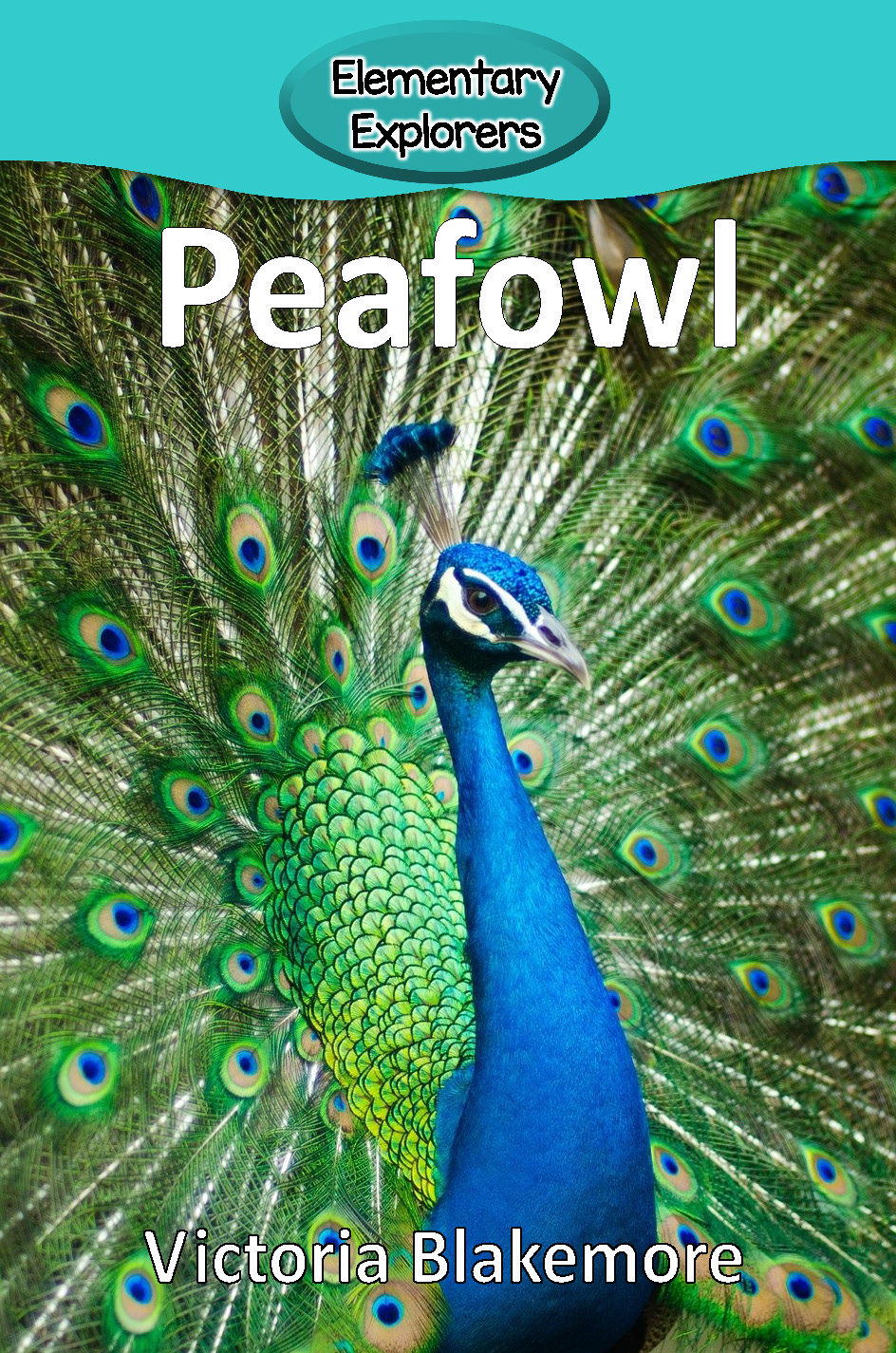 Peafowl – Elementary Explorers