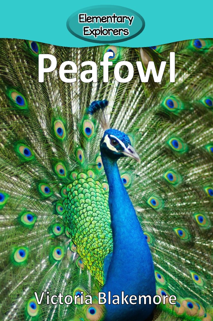 Peafowl – Elementary Explorers
