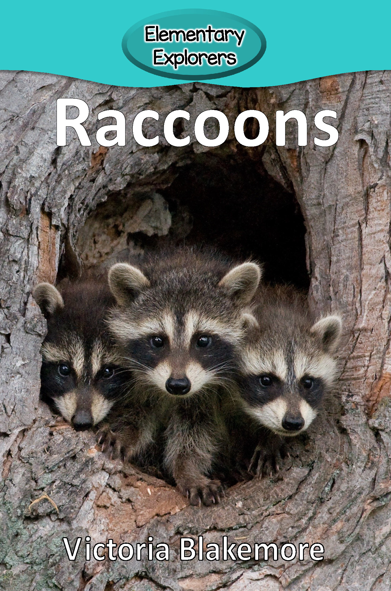Raccoons – Elementary Explorers