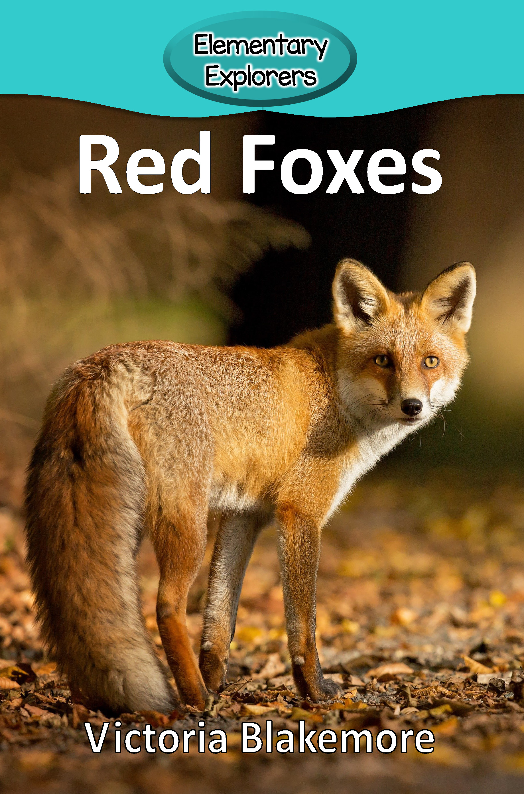 Red Foxes – Elementary Explorers