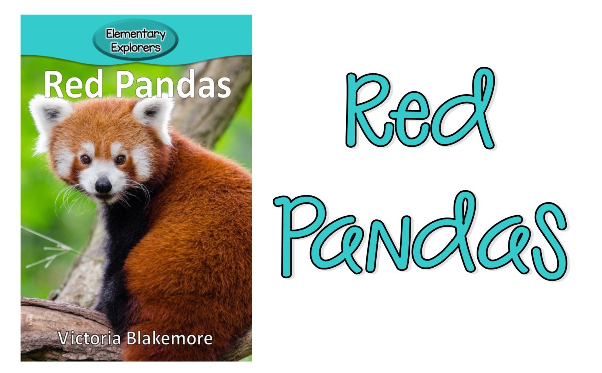 Red Pandas – Elementary Explorers