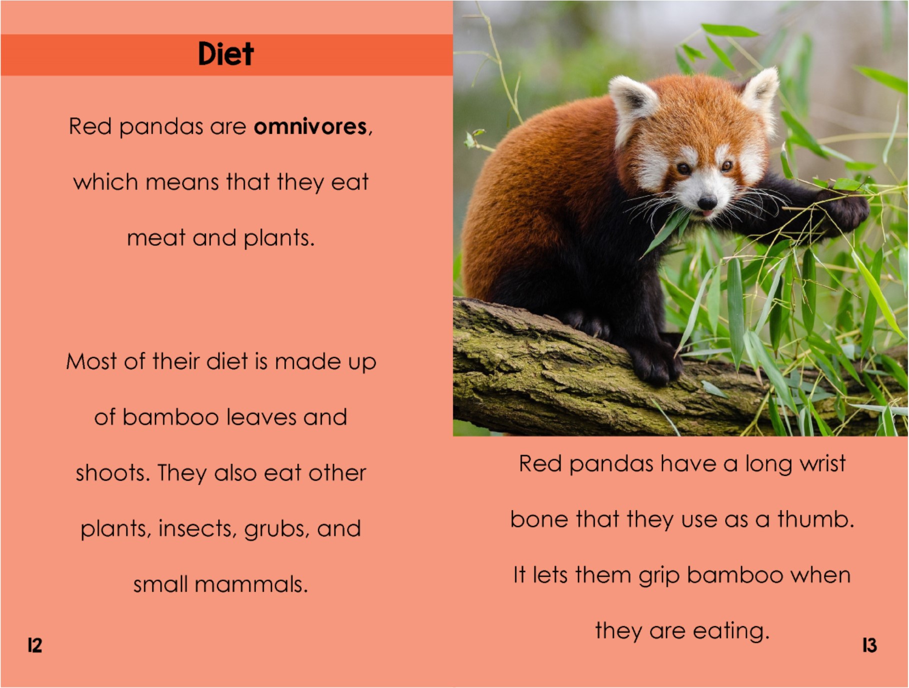 Red Pandas – Elementary Explorers