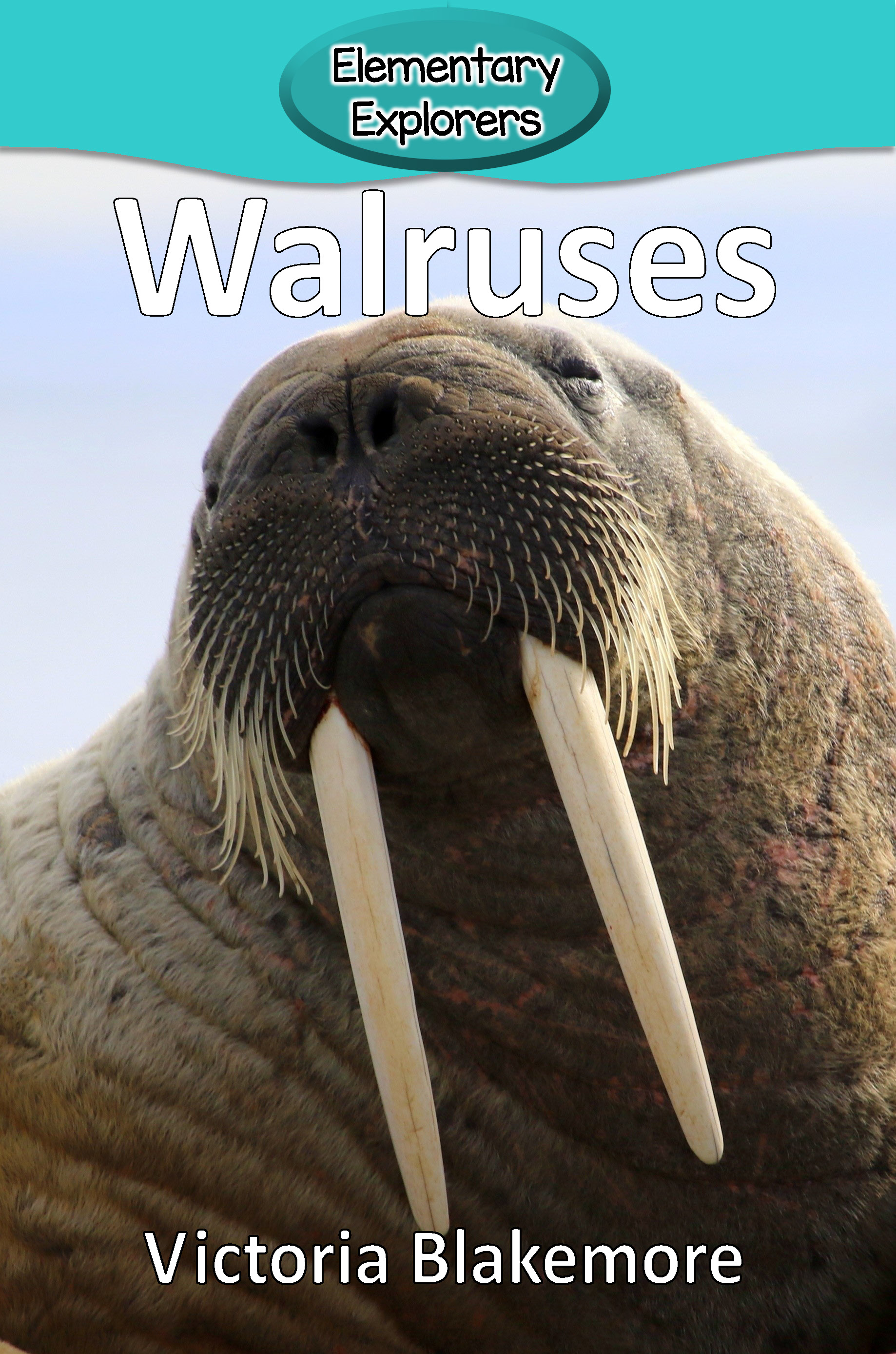 Walruses – Elementary Explorers