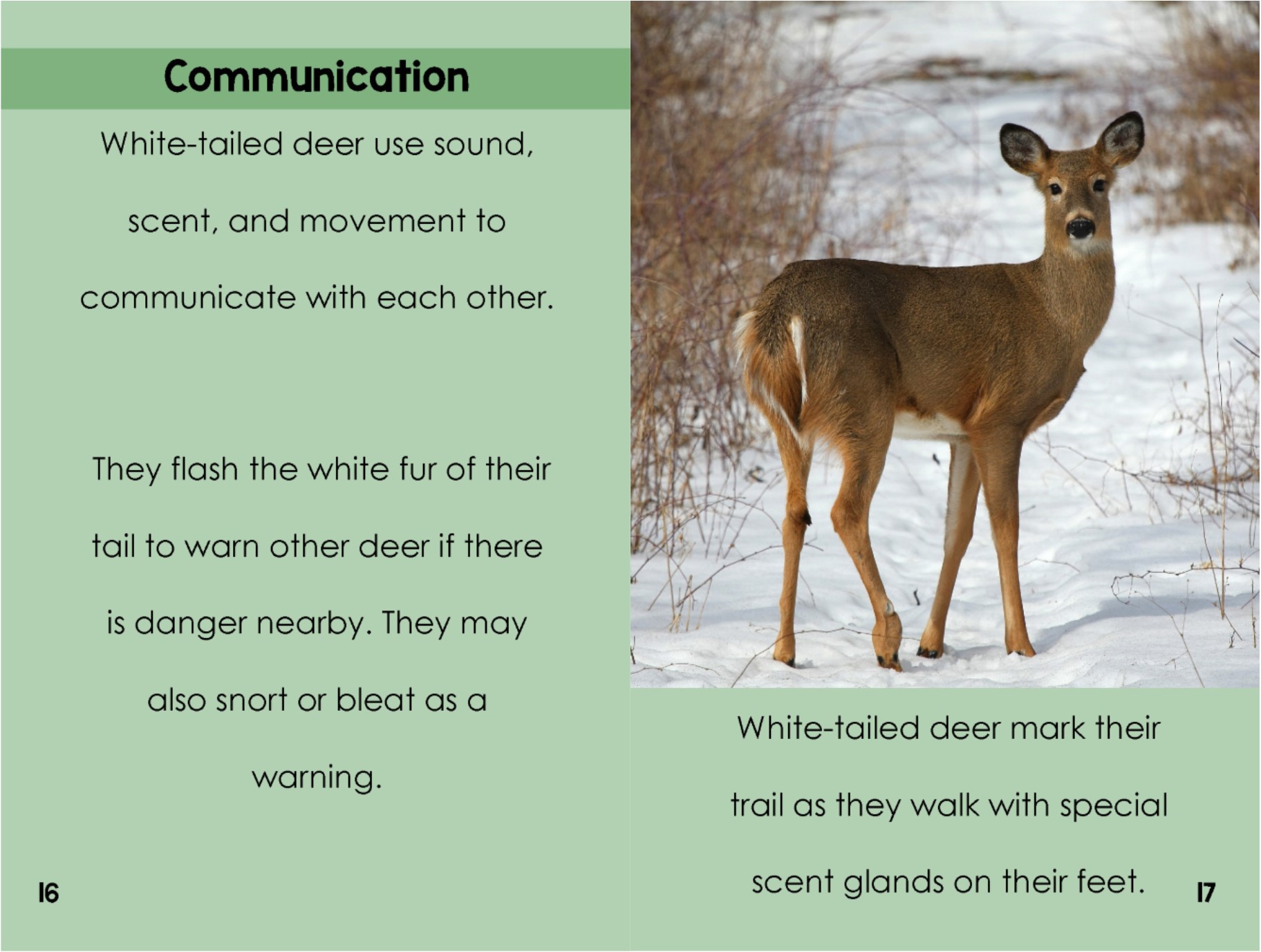 White-Tailed Deer – Elementary Explorers