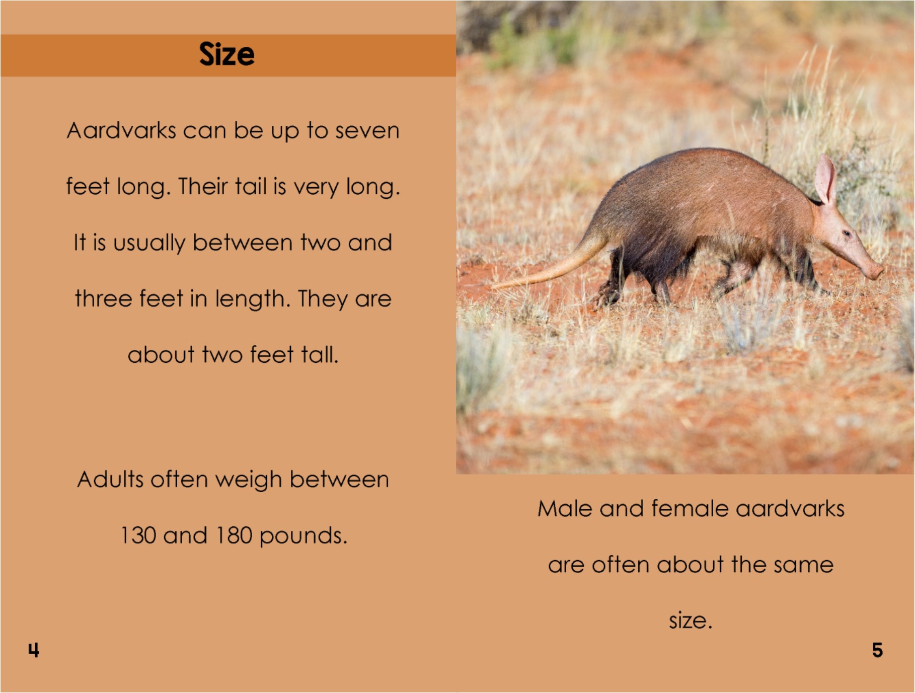 Aardvarks – Elementary Explorers
