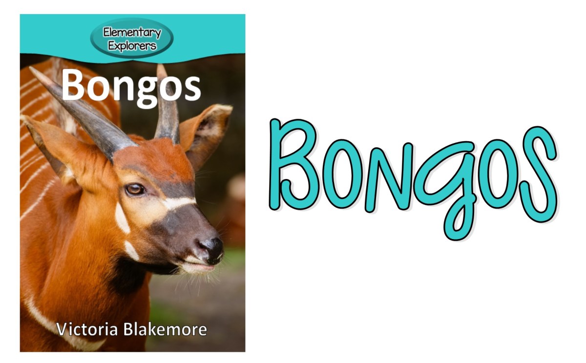 Bongos – Elementary Explorers