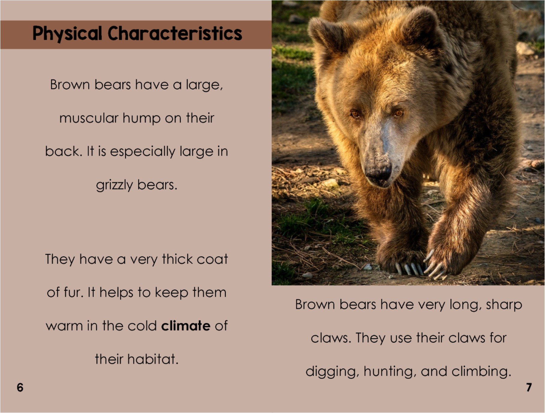 Brown Bears – Elementary Explorers