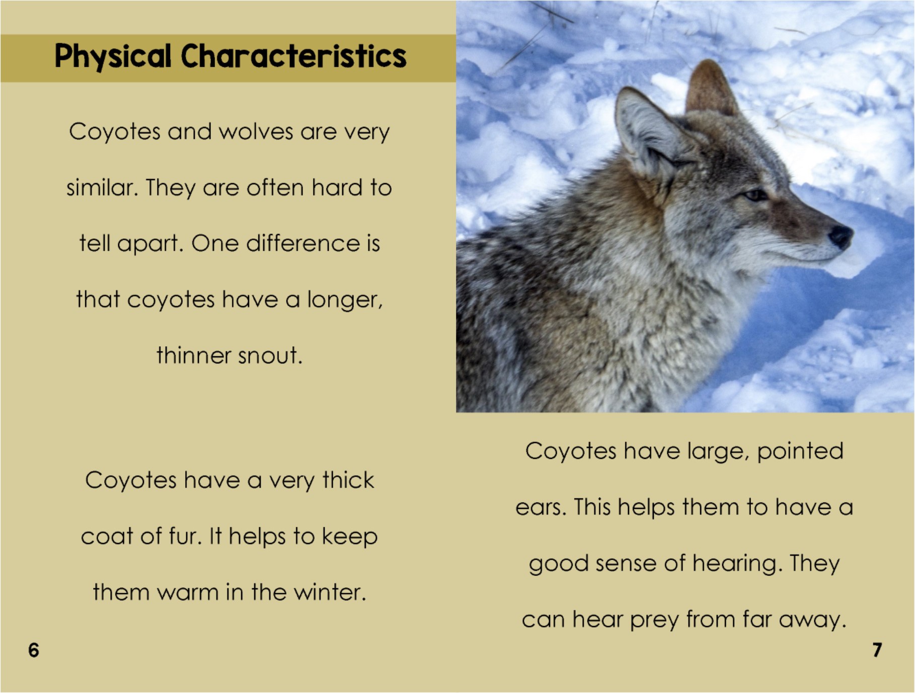 Coyotes – Elementary Explorers