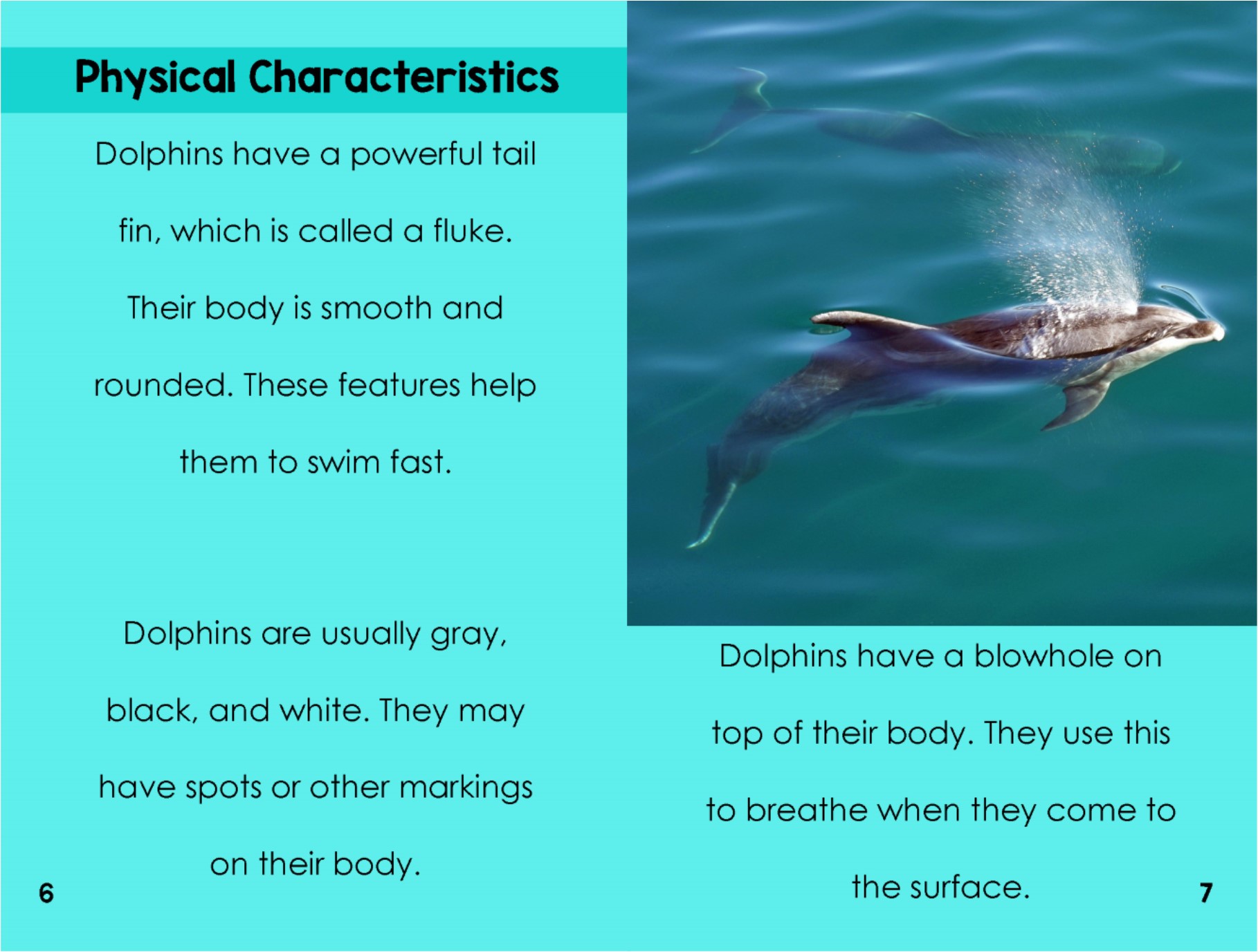 Dolphins – Elementary Explorers