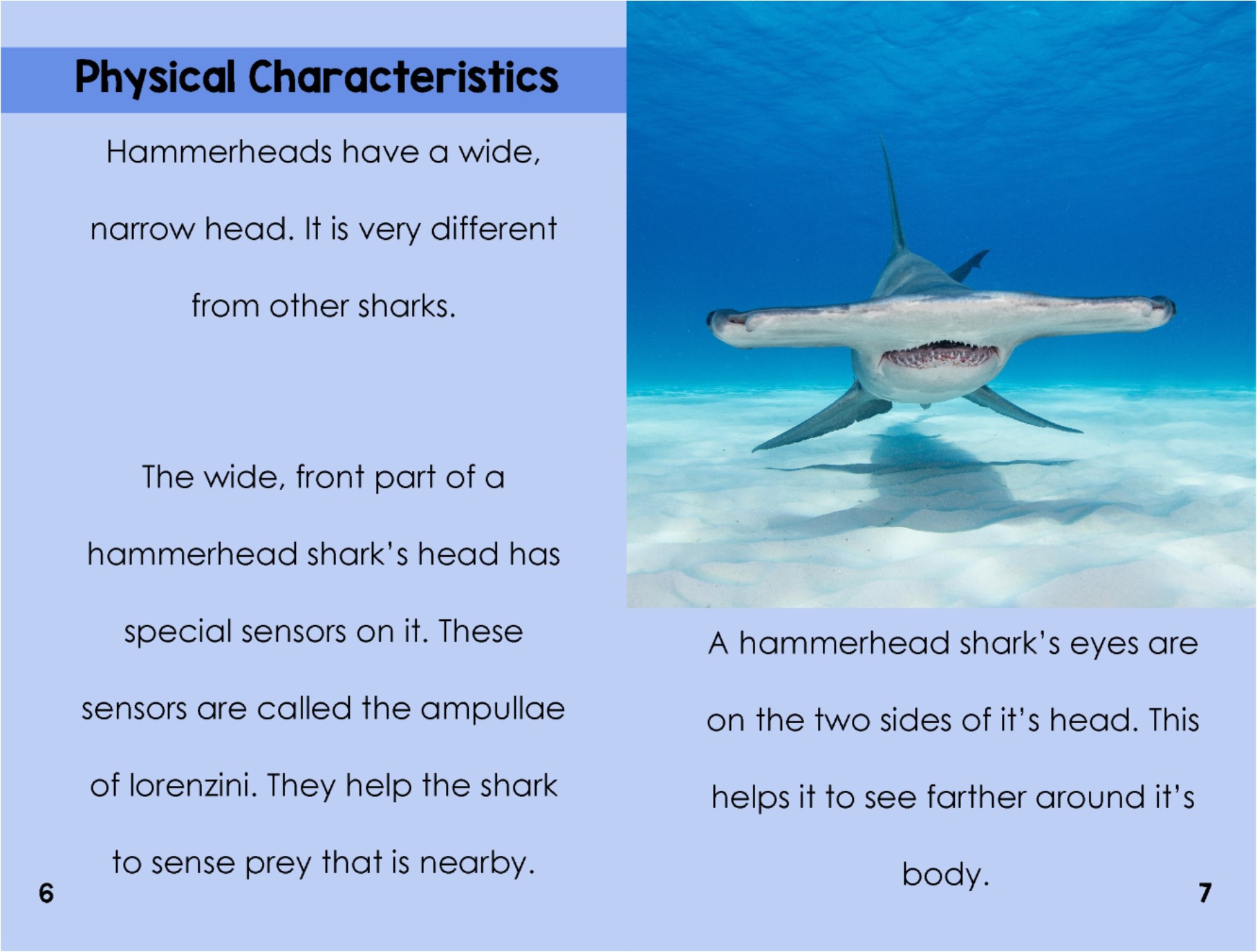 Hammerhead Sharks – Elementary Explorers