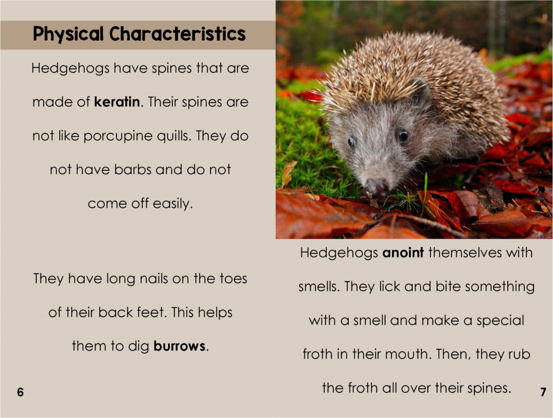 Hedgehogs – Elementary Explorers