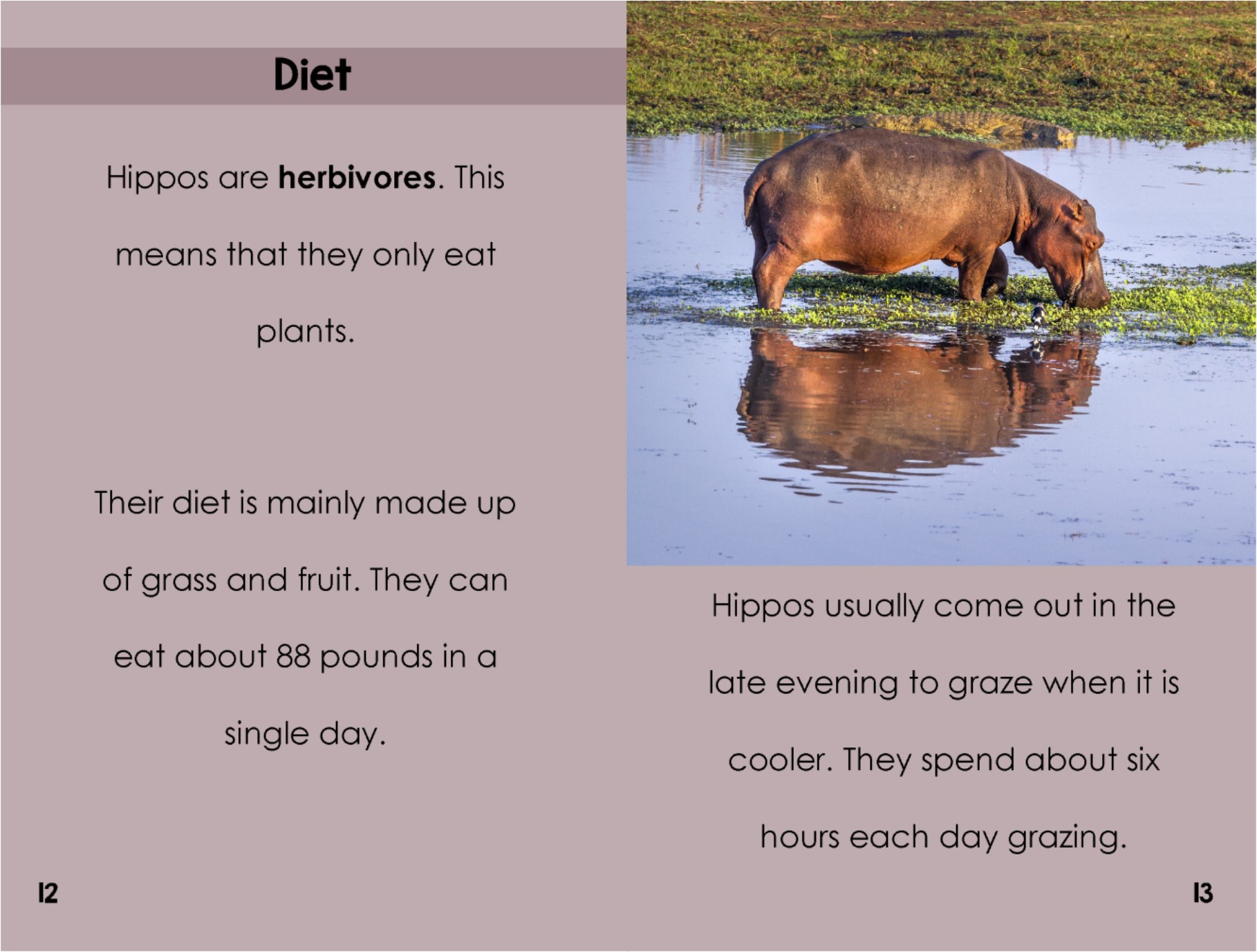 Hippos – Elementary Explorers