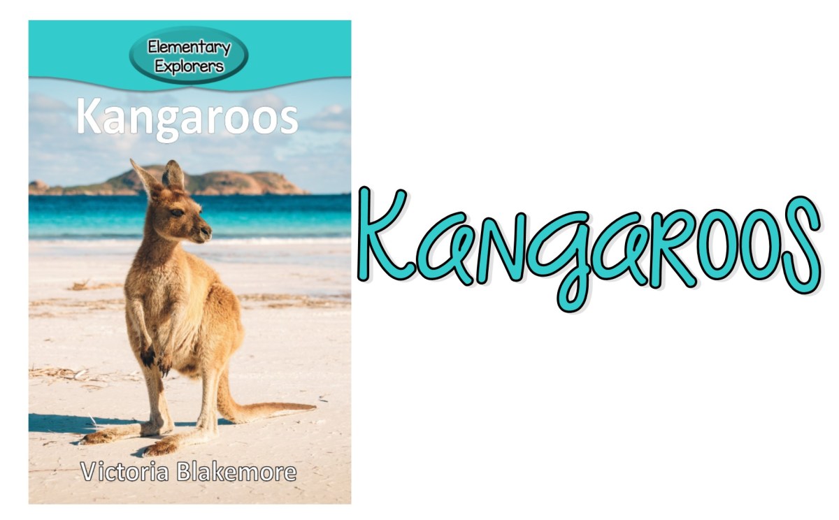 Kangaroos – Elementary Explorers