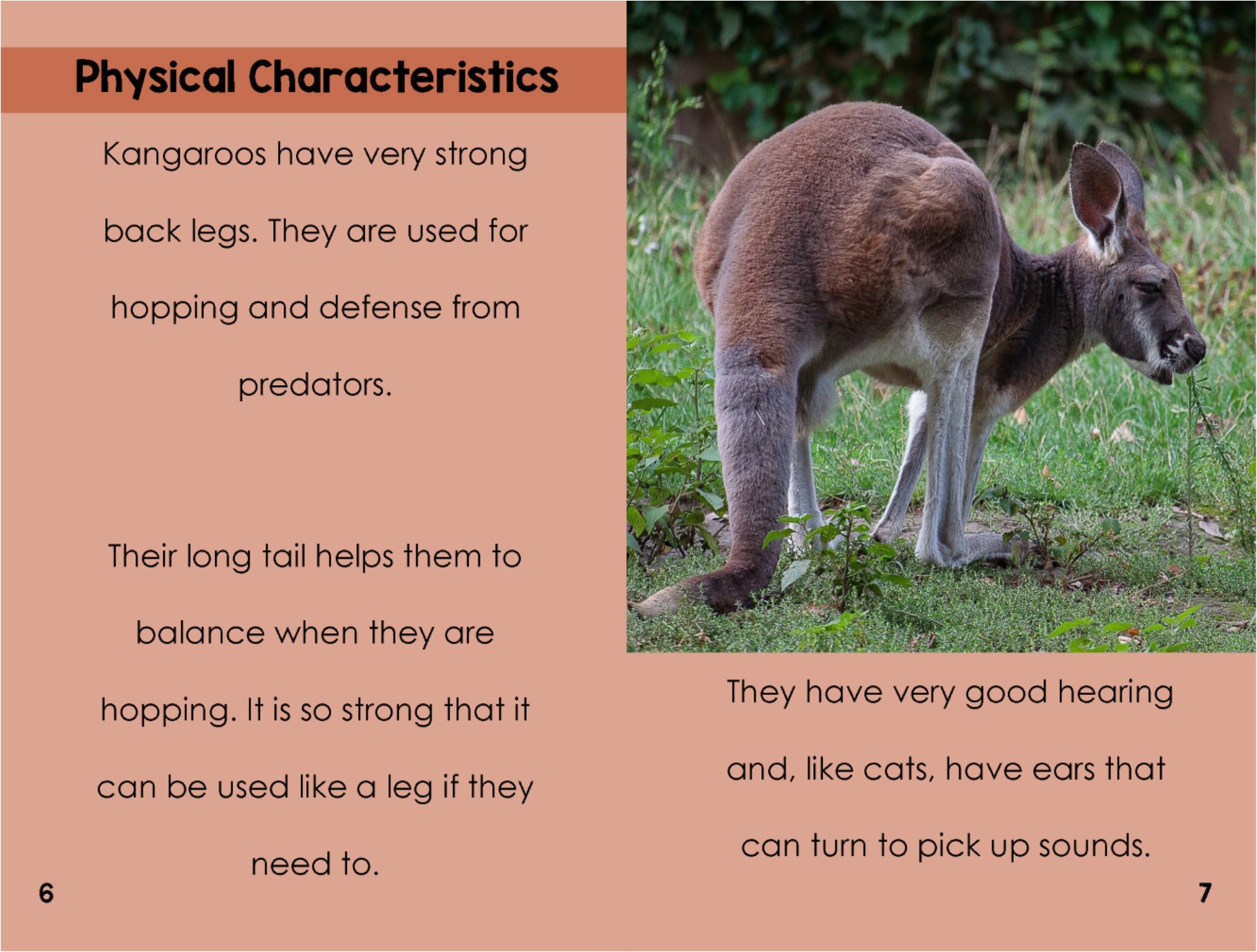 Kangaroos – Elementary Explorers