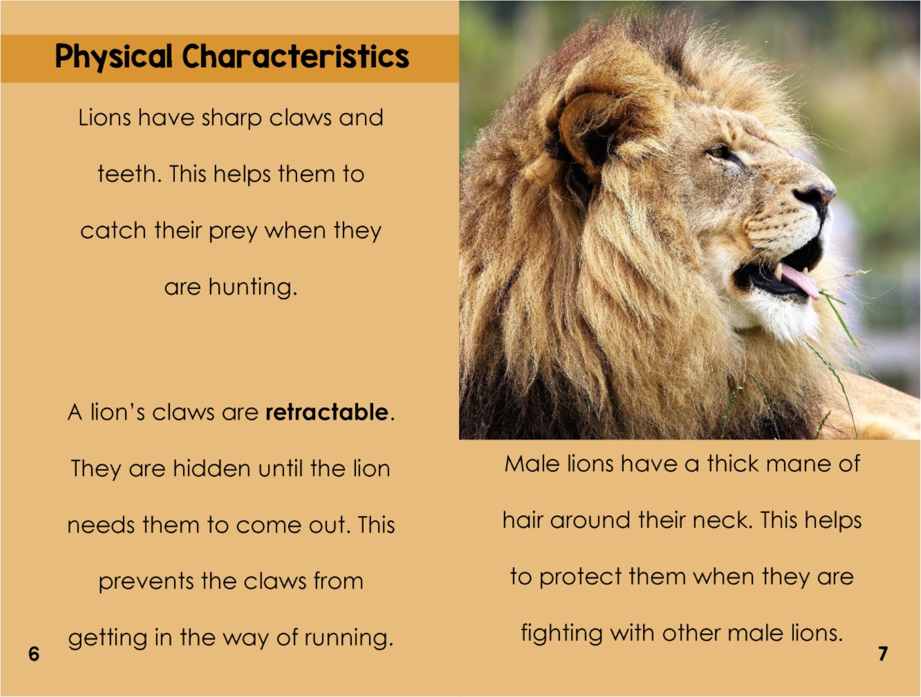 Lions – Elementary Explorers