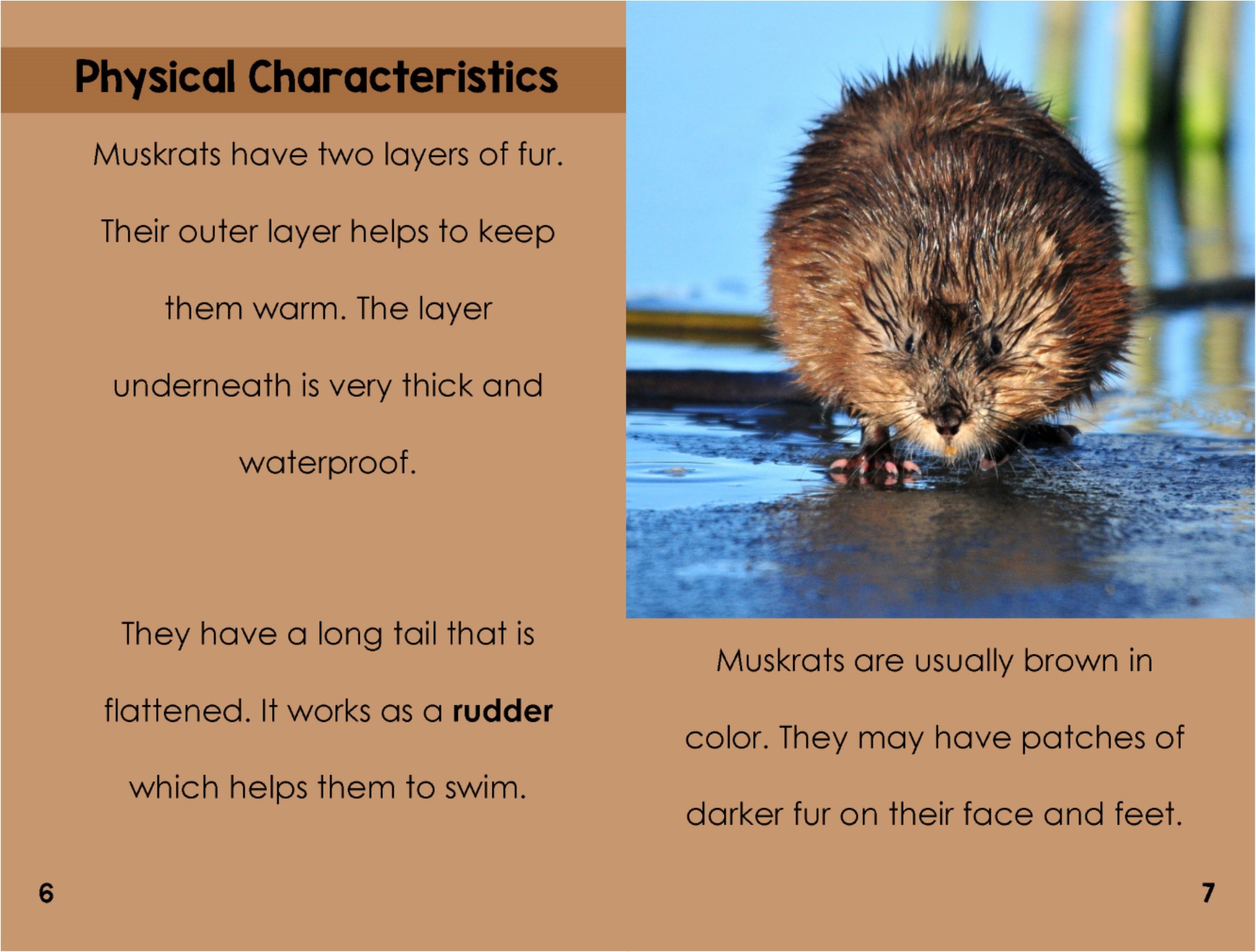 Muskrats – Elementary Explorers