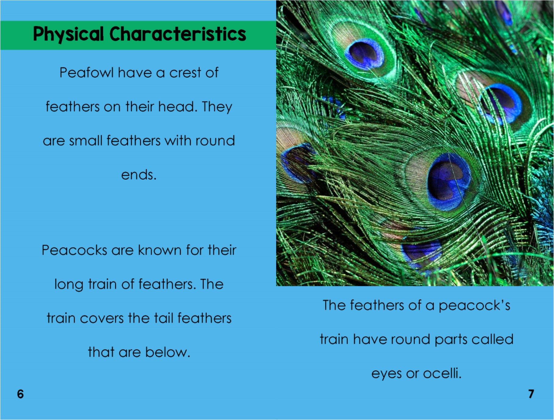 Peafowl – Elementary Explorers