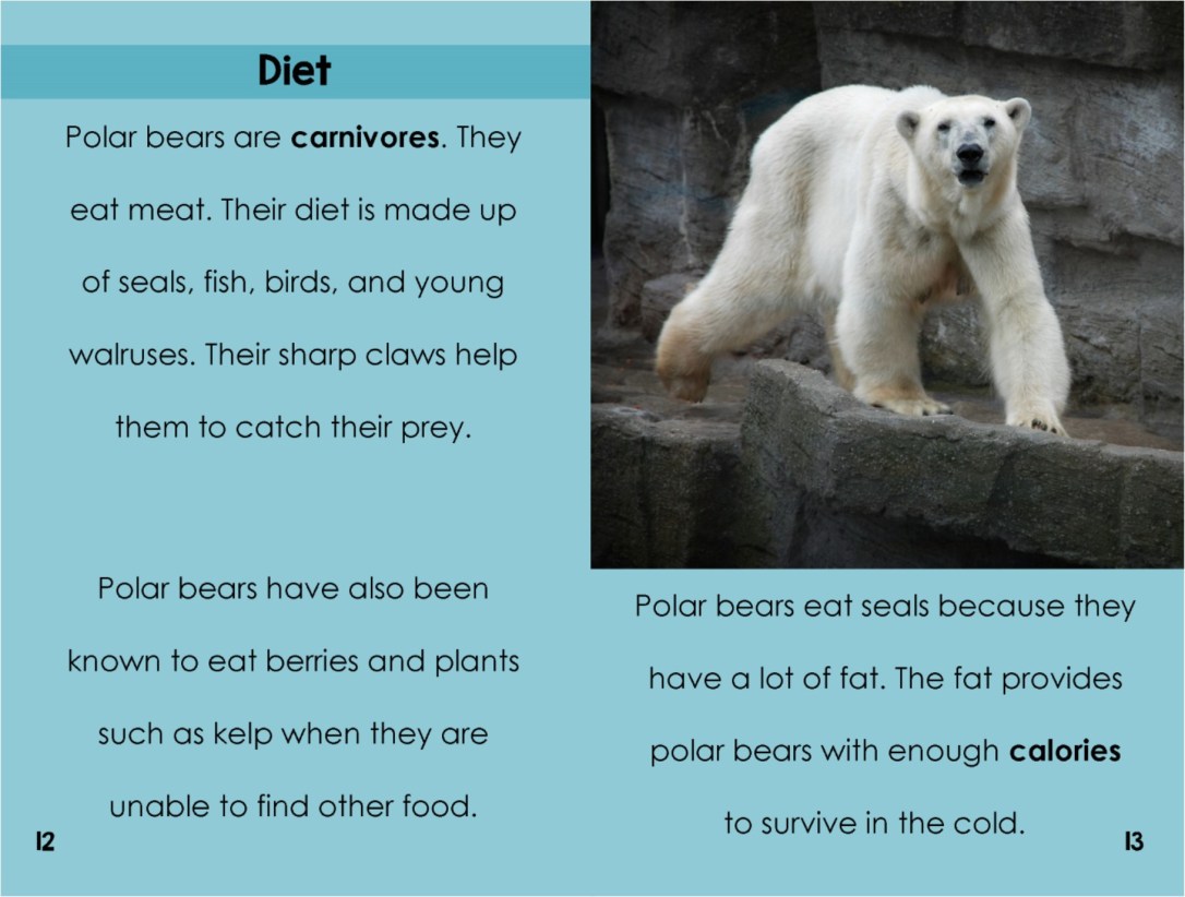 Polar Bears – Elementary Explorers