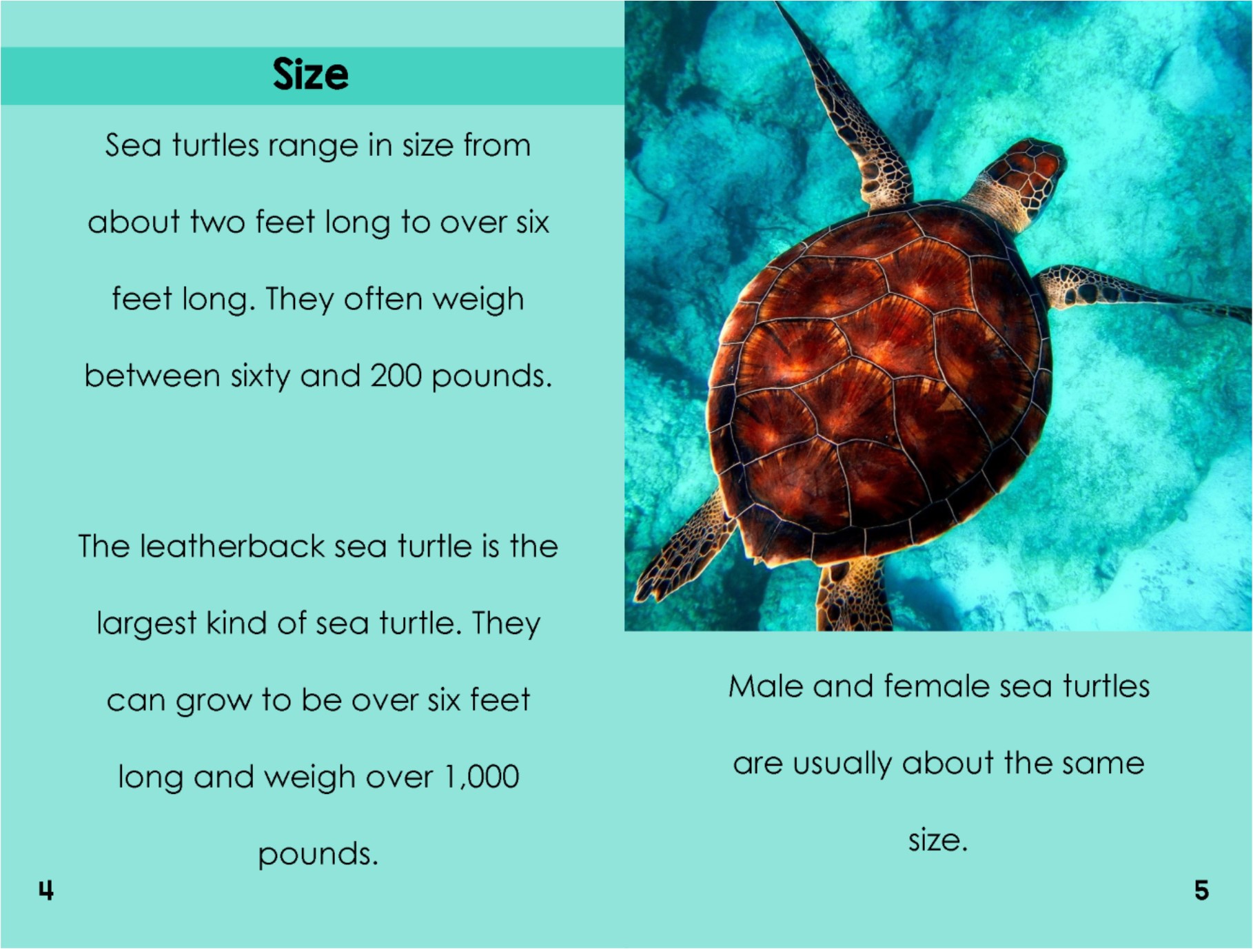 Sea Turtles – Elementary Explorers