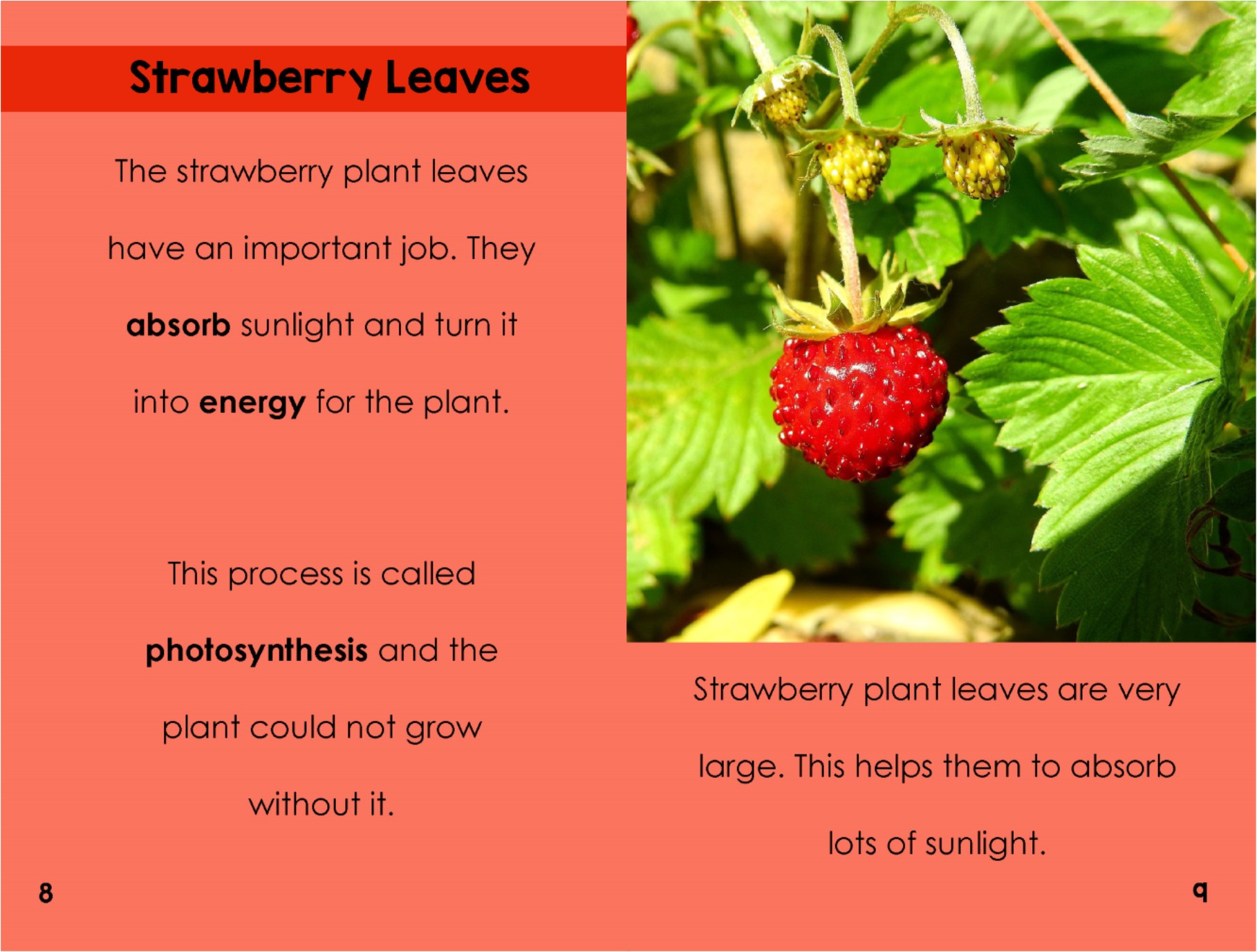 Strawberries – Elementary Explorers