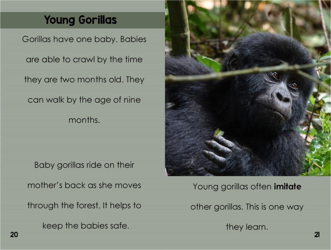 Gorillas – Elementary Explorers