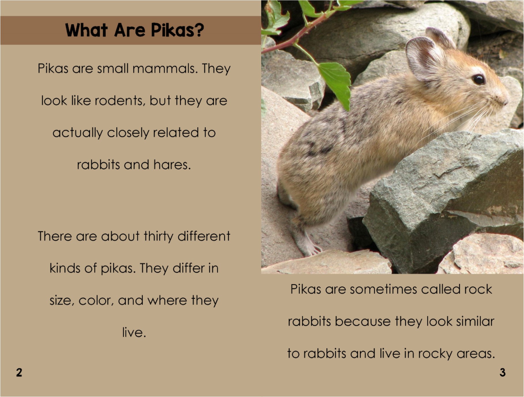Pikas – Elementary Explorers
