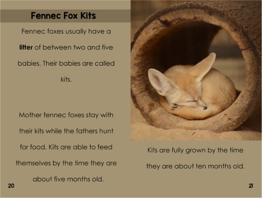 Fennec Foxes – Elementary Explorers