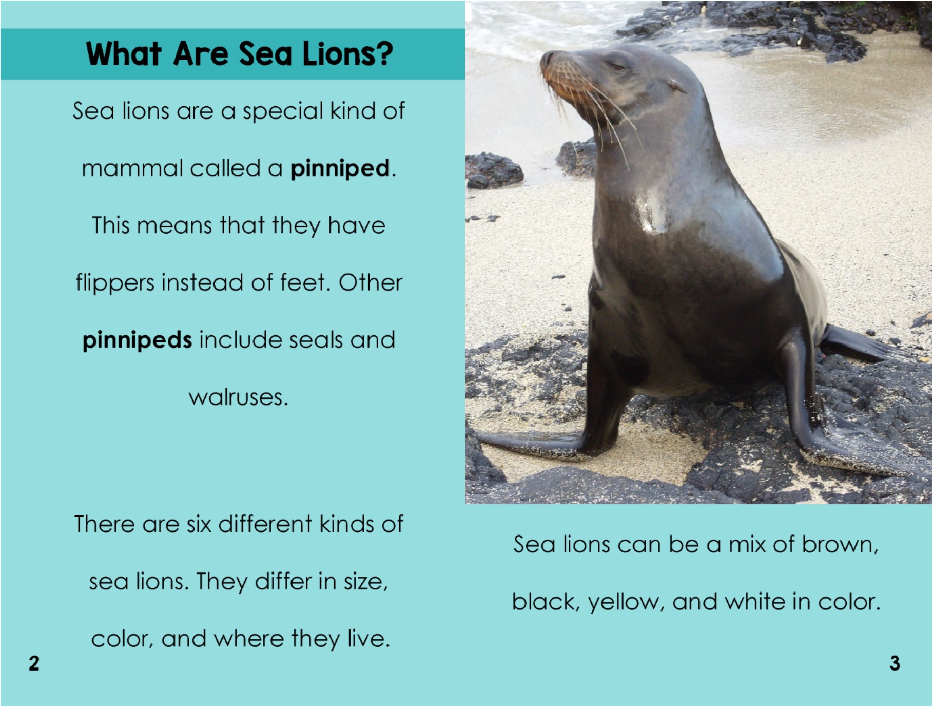 Sea Lions – Elementary Explorers