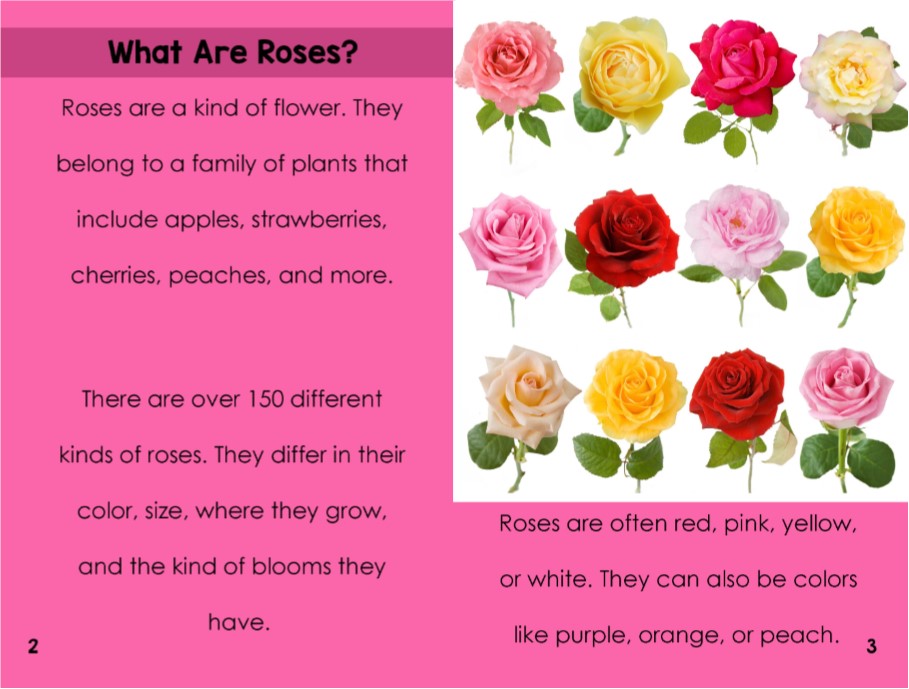 Roses – Elementary Explorers