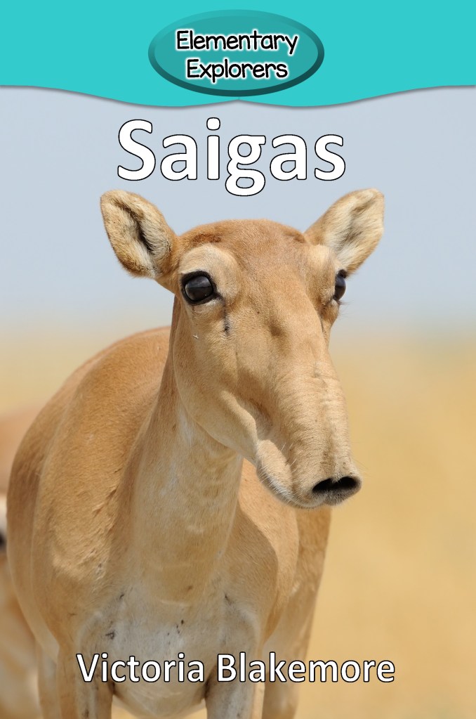 Saigas – Elementary Explorers