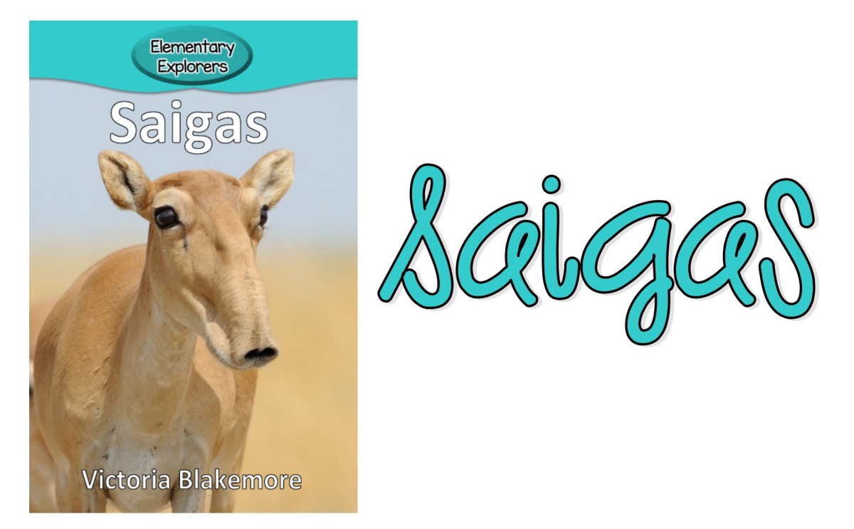 Saigas – Elementary Explorers