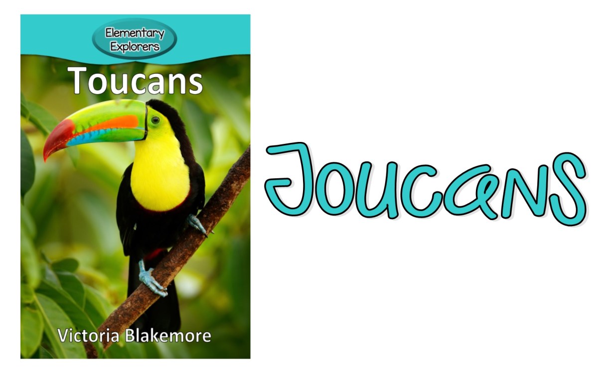 Toucans Elementary Explorers